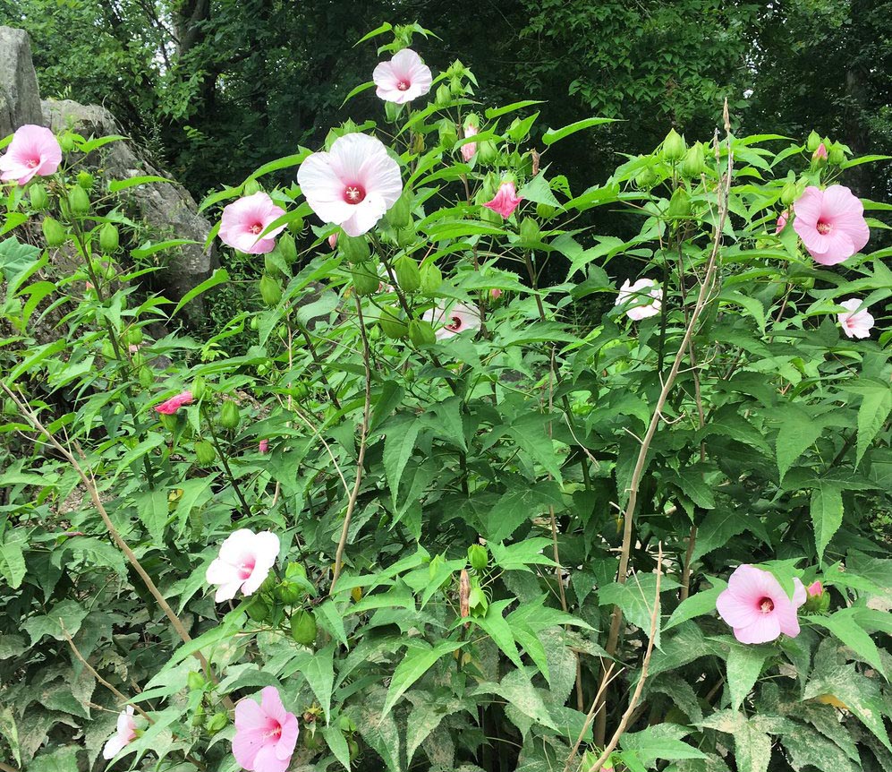 Best 7 Flowering Native Retention Pond Plants for riprap in Wichita Kansas