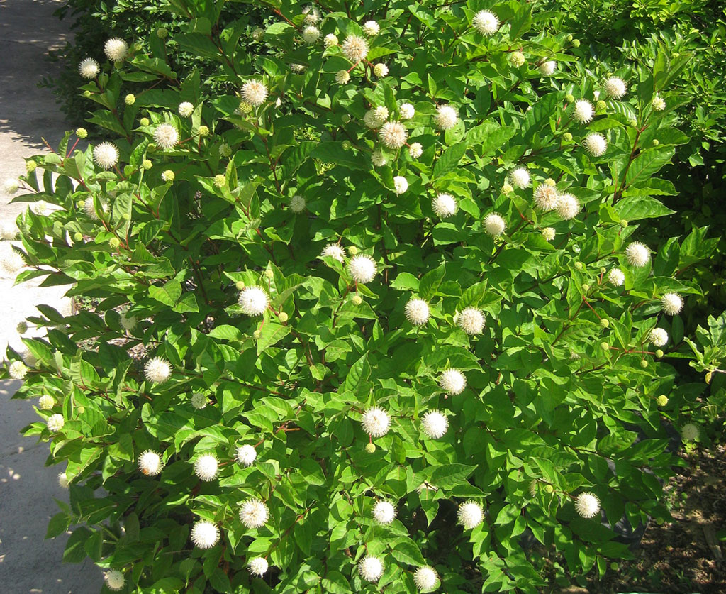 Best 7 Flowering Native Retention Pond Plants for riprap in Wichita Kansas