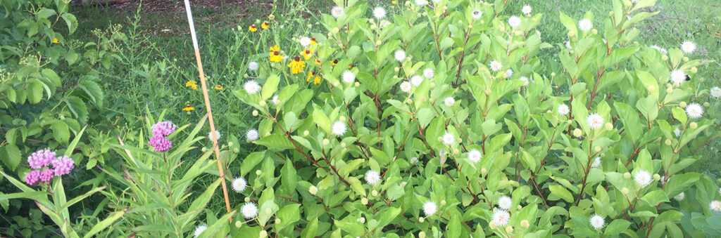 Best 7 Flowering Native Retention Pond Plants for riprap in Wichita Kansas