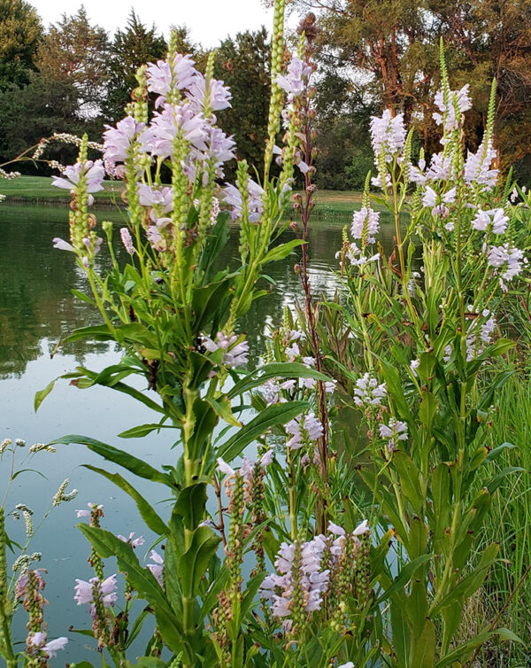 Best 7 Flowering Native Retention Pond Plants for riprap in Wichita Kansas